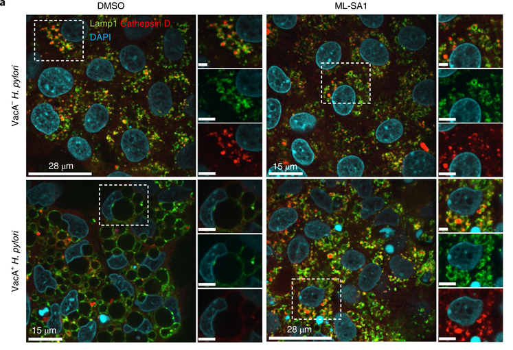 Let’s play hide and seek with the immune system – IMS Magazine